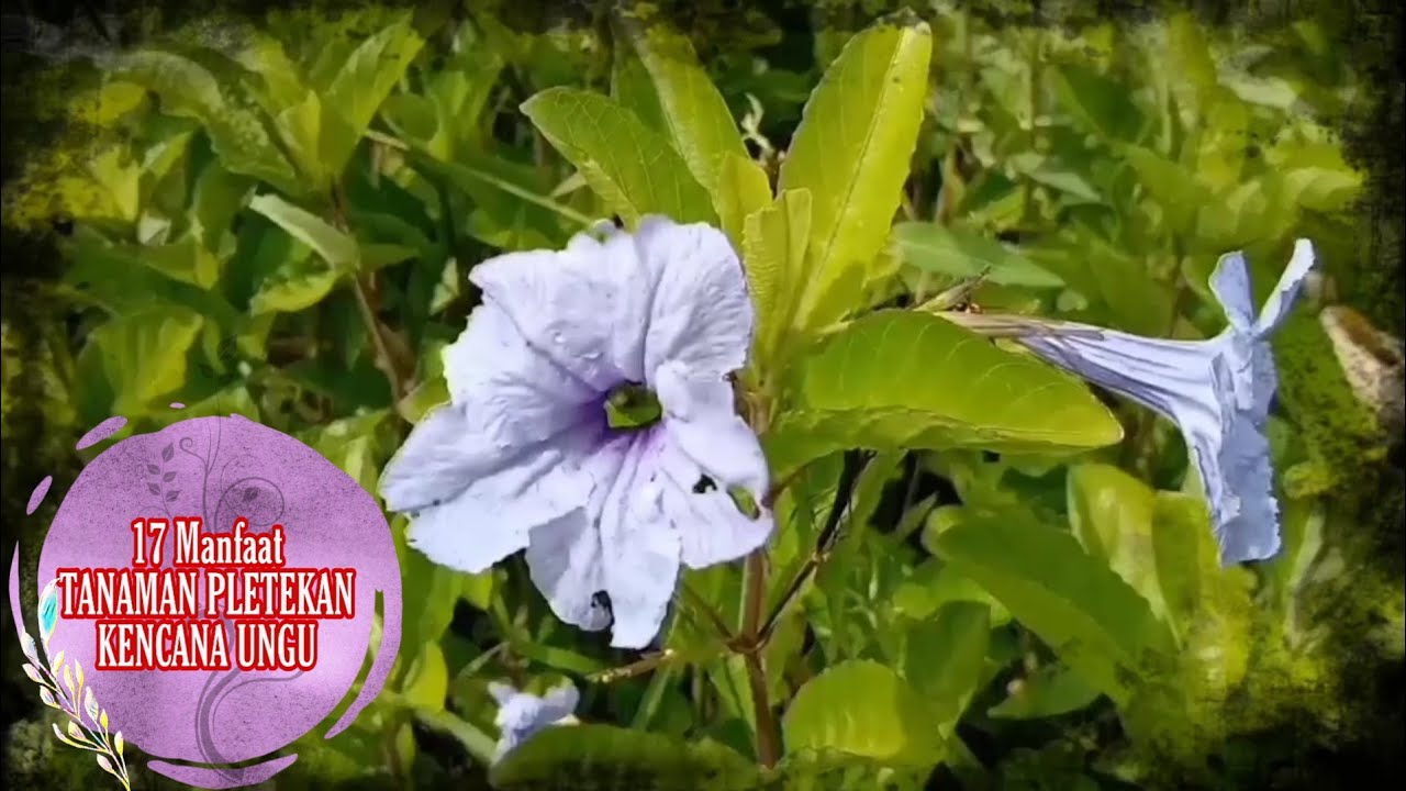 17 MANFAAT TANAMAN PLETEKAN KENCANA UNGU BAGI KESEHATAN - YouTube