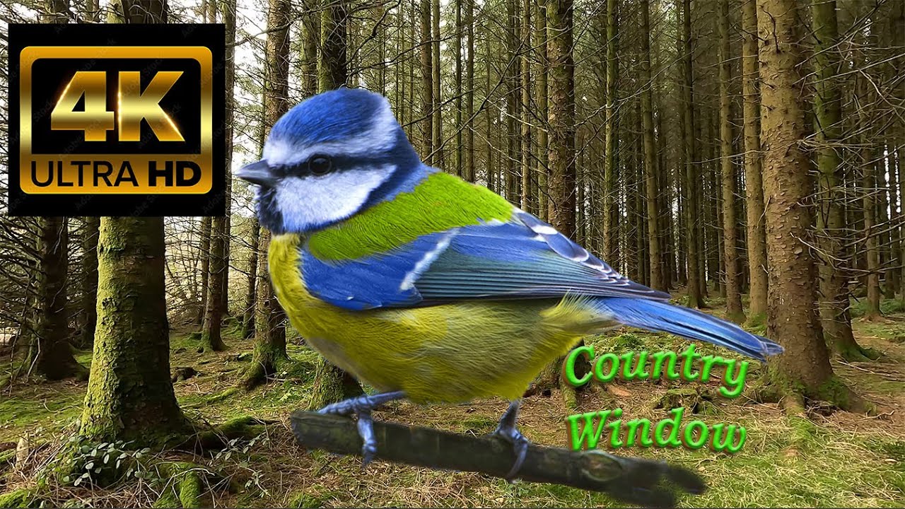 4k peaceful forest relaxing bird sounds. - YouTube
