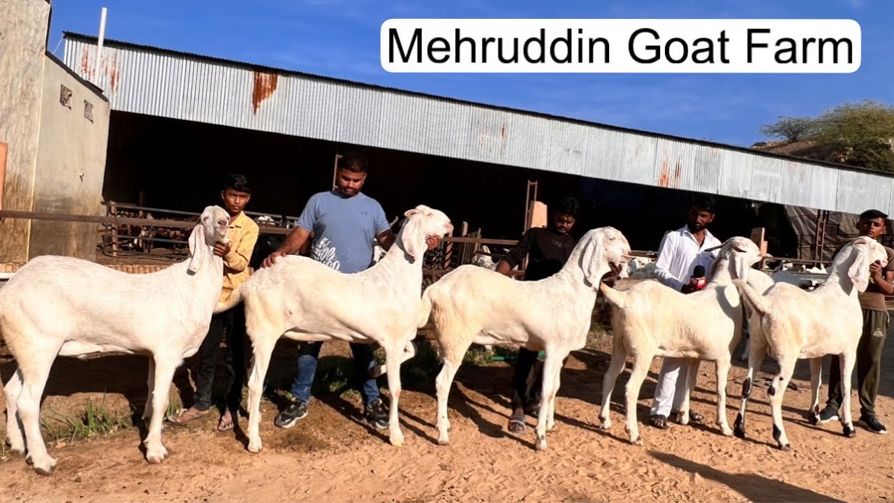 Big Sojat Khassi Goats of Mehruddin Goat Farm in Pipar, Rajasthan - YouTube