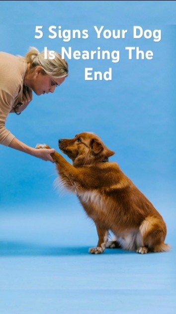 5 Signs Your Dog Is Nearing The End #doghealth - YouTube