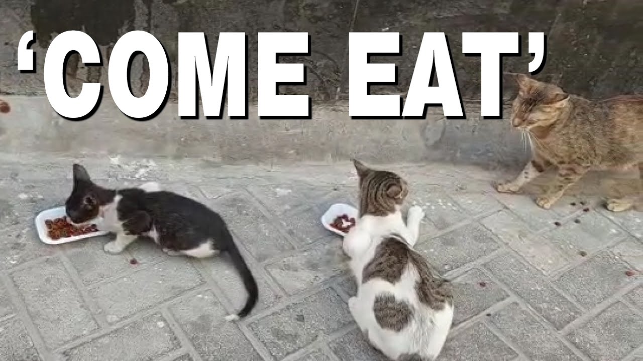 Hungry HOMELESS Cats Come Running When Called To Eat - YouTube