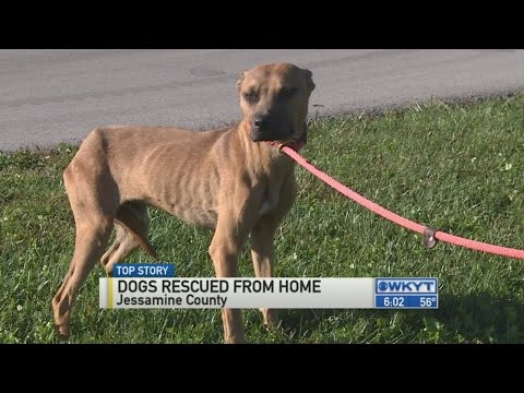 Emaciated, Trembling Pit Bulls Are Finally Learning To Play - The Dodo