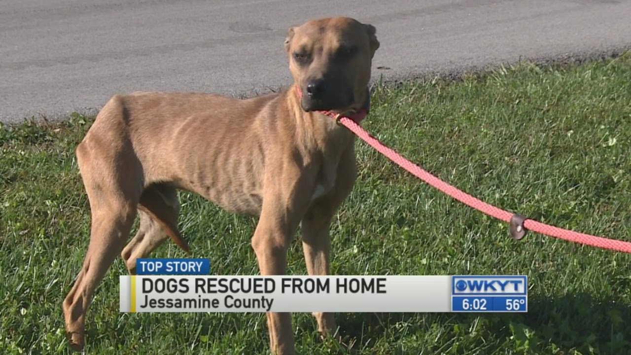 Dogs rescued from home - YouTube