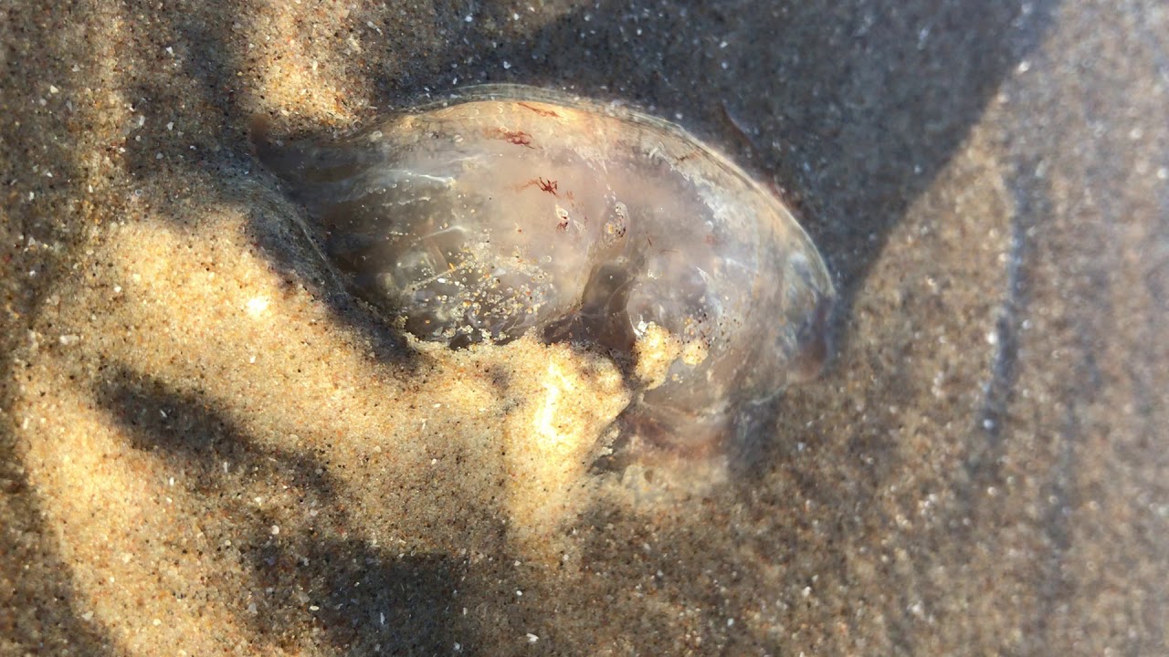 Beached Jellyfish - YouTube