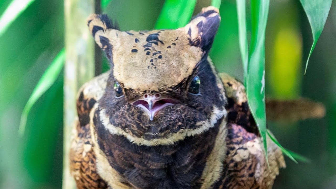 This Fluffy Little Dragon Is Actually A Bird - YouTube