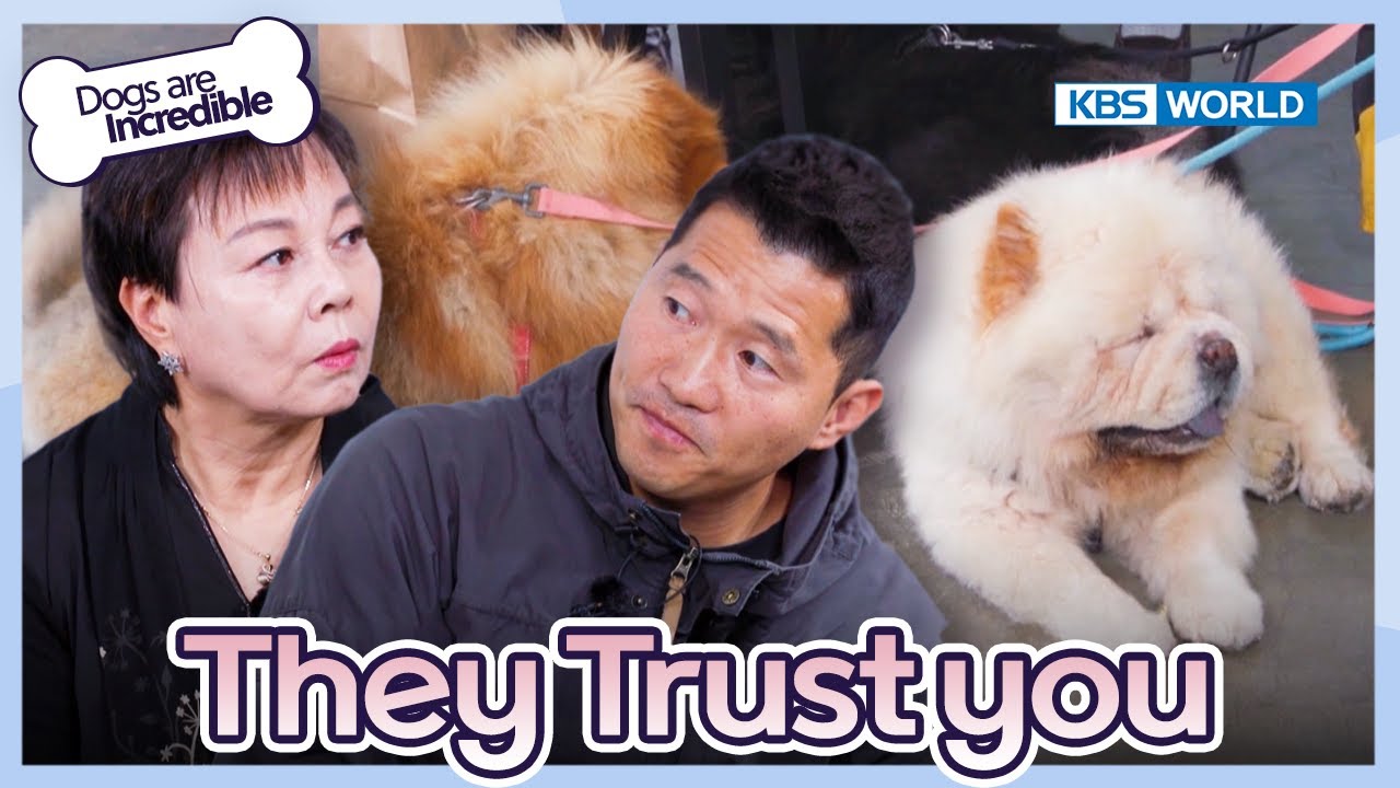 They Trust you 😌 [Dogs are incredible : EP.196-2] | KBS WORLD TV 231205 ...