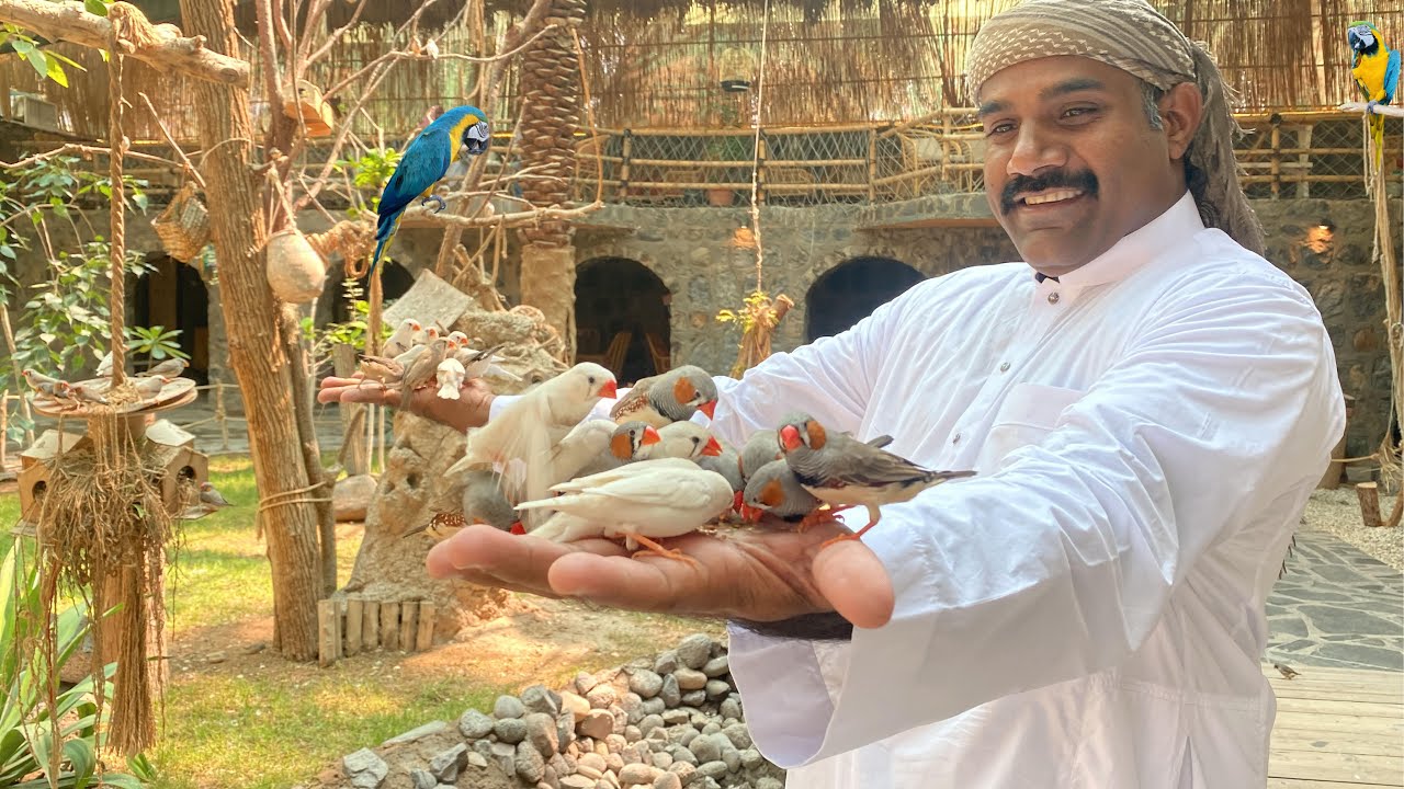 Unique Experience of Birder's 🦜 Paradise in MADINAH city|very beautiful ...