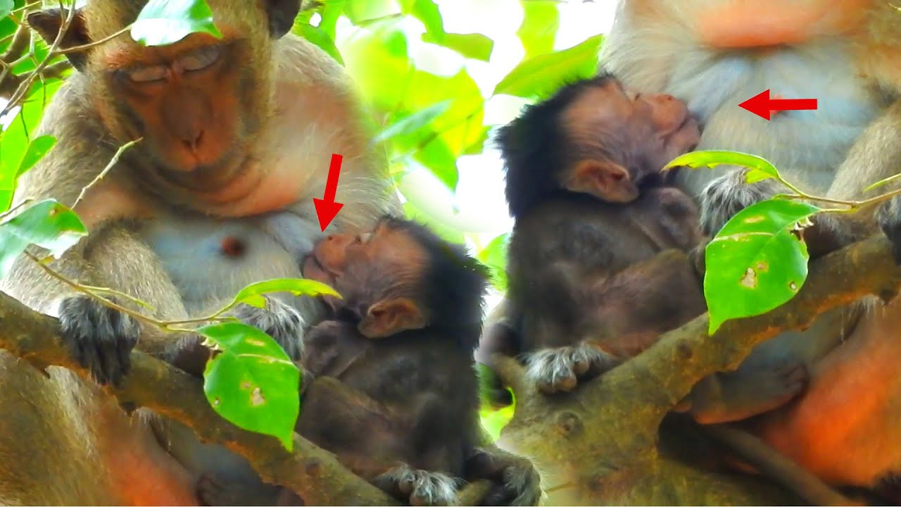 O-M-G MISHA Monkey sleeping on MaMa MISSI lap is really sweet. - YouTube