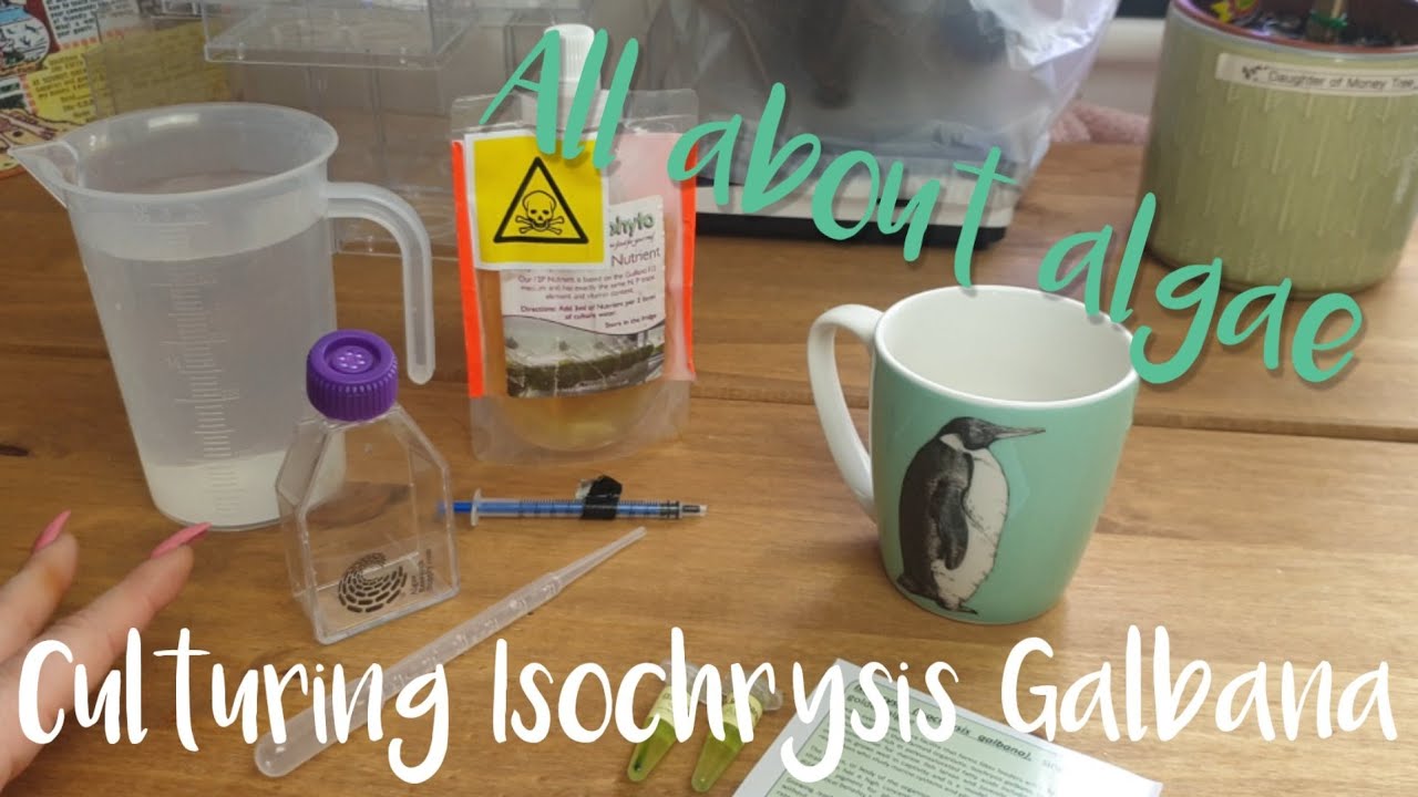 How to culture Isochrysis Galbana - YouTube