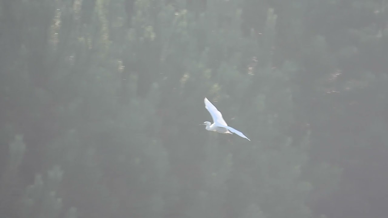 Heron Poop While Flying (Slow Motion) - YouTube