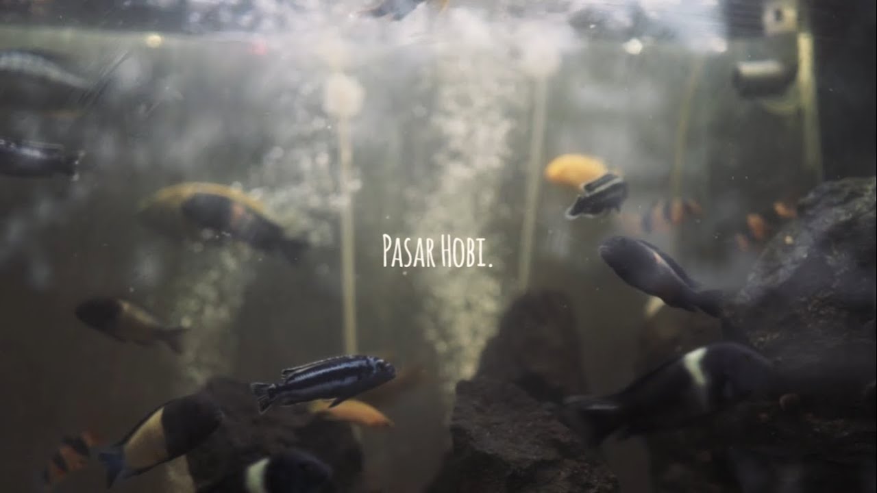 Pasar Hobi - YouTube