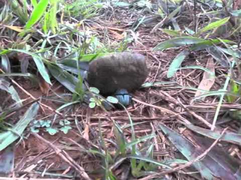 PUSHING THE SHIT Dung Beetle in Acre Brazil - YouTube