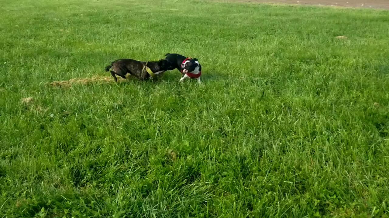 My 4 Boston Terriers Playing. - YouTube