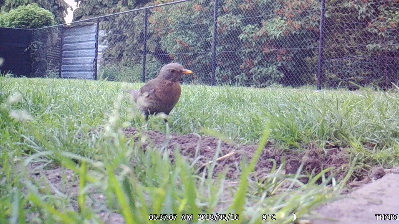 Bird is hungry and pulls out a earthworm - YouTube
