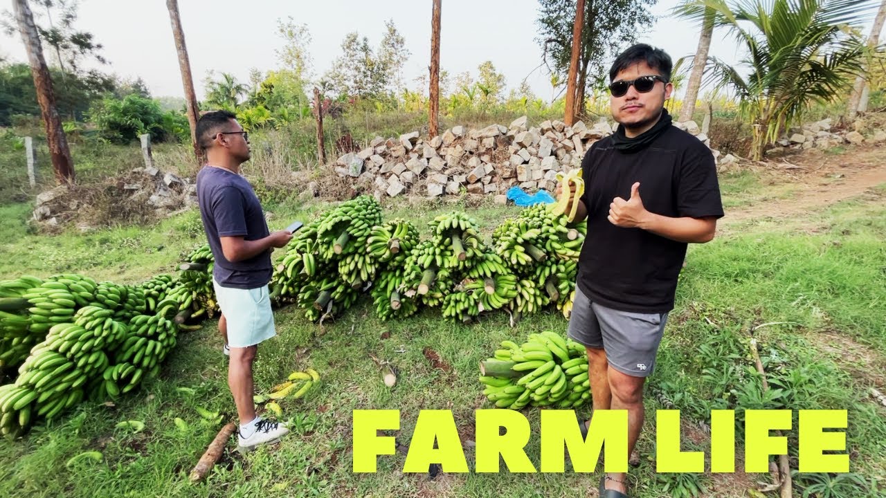 We Sold 10000 Bananas From Our Farm Bylakuppe | Vlog - 98 - YouTube