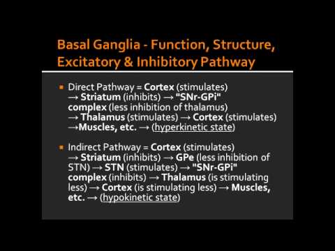 Basal Ganglia - Function, Structure, Excitatory & Inhibitory Pathway ...