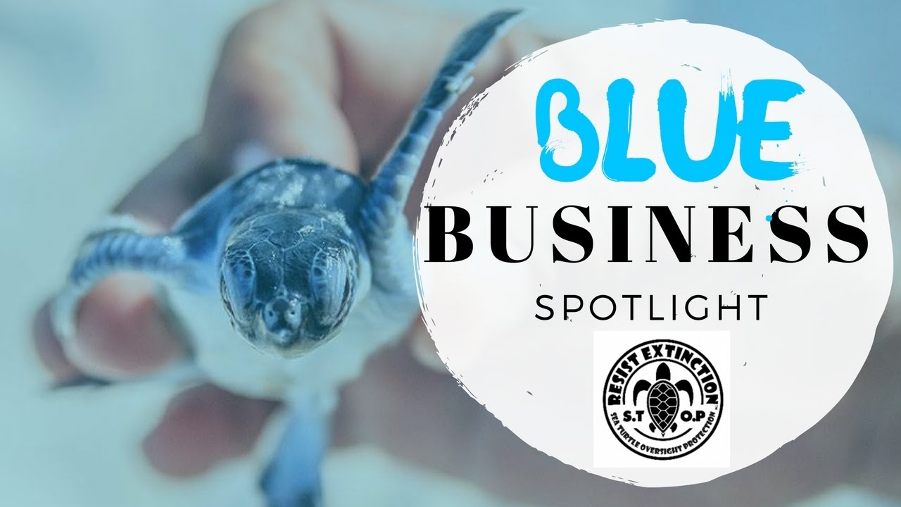 Blue Business Spotlight: Sea Turtle Oversight Protection (S.T.O.P.) - YouTube