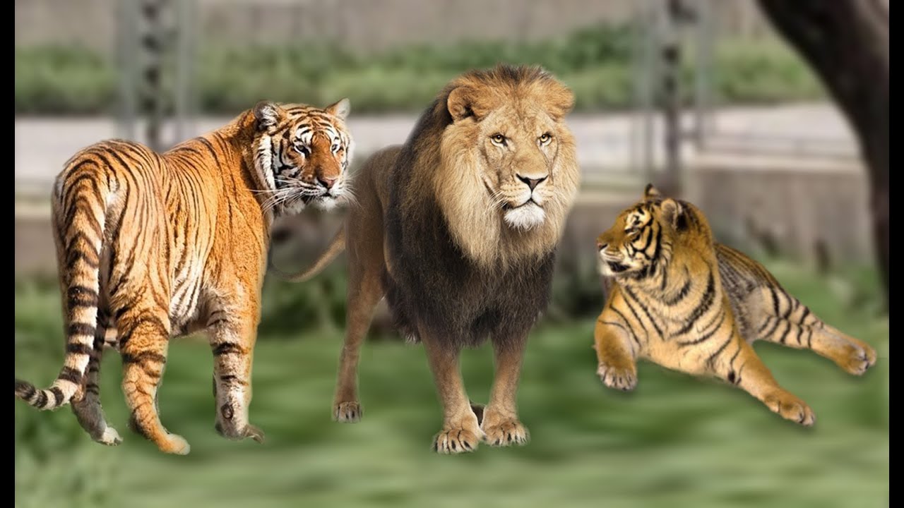 The tiger broke into the lion’s territory and was under control, the ...