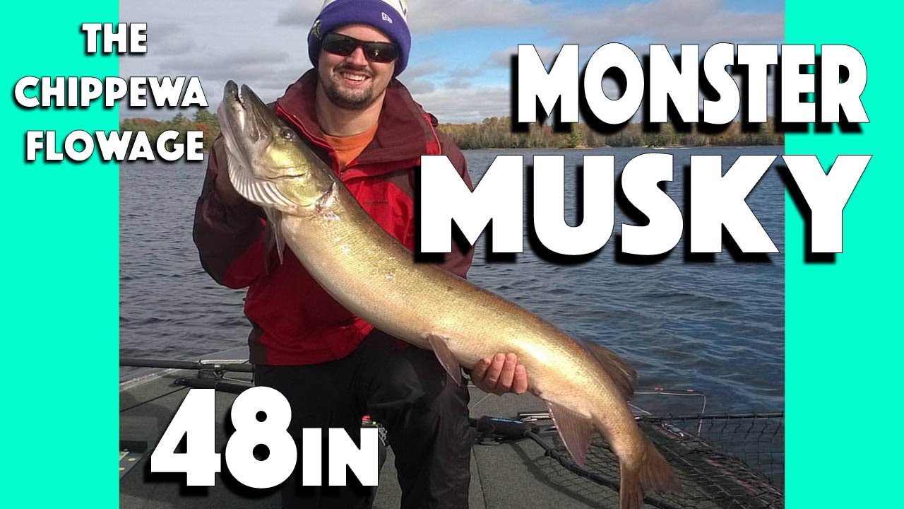 MONSTER Musky - Chippewa Flowage - YouTube