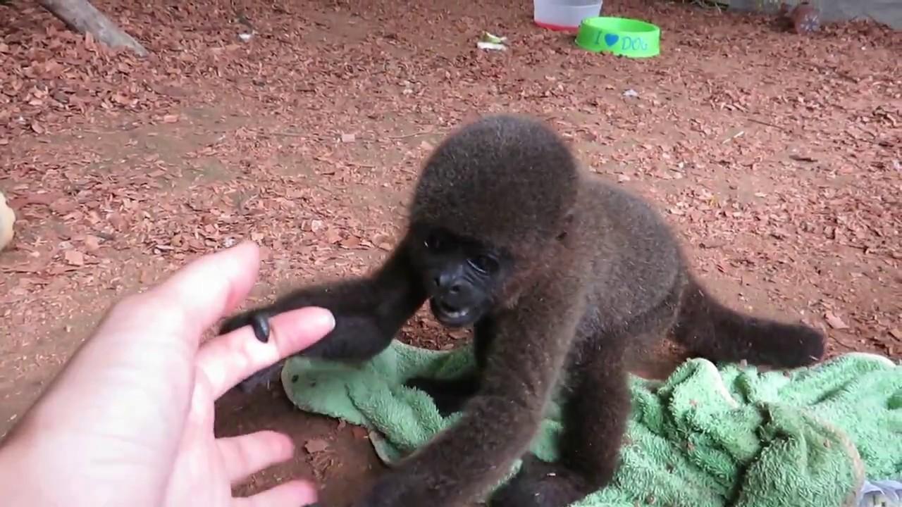 Special baby Woolly Monkey wants to play - YouTube