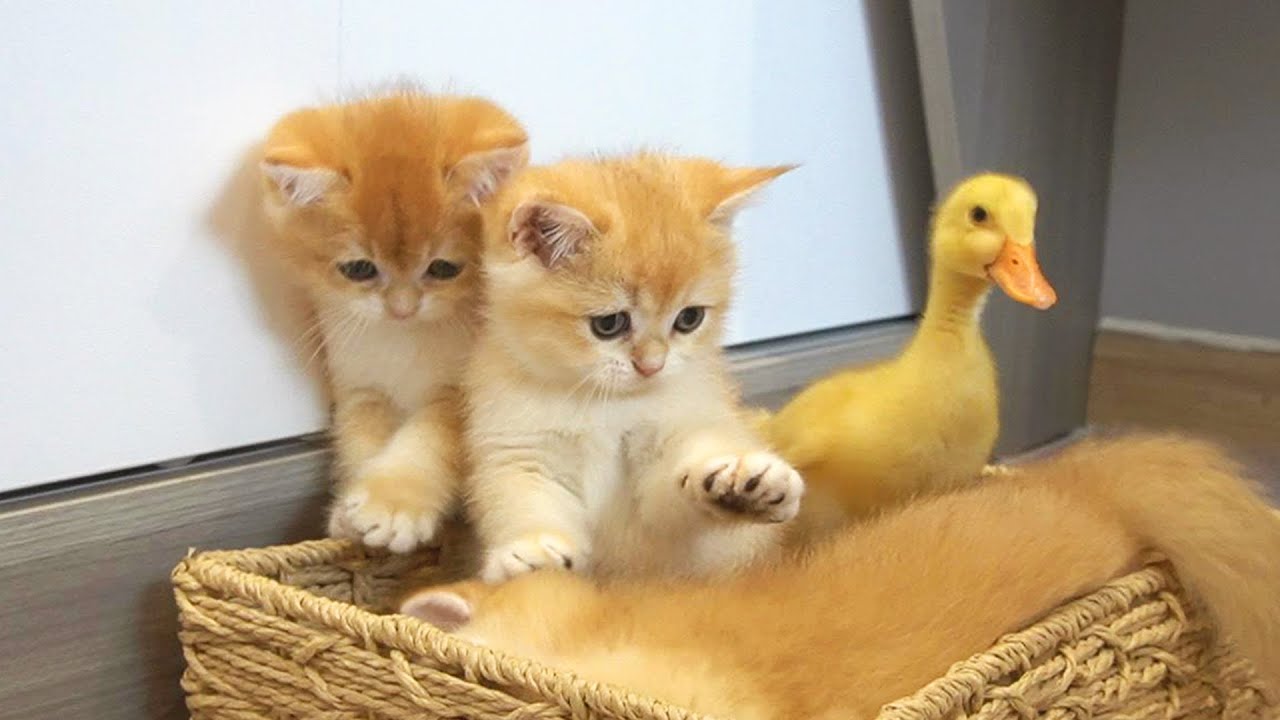 The time for family cats and ducks gathering before bedtime is very ...