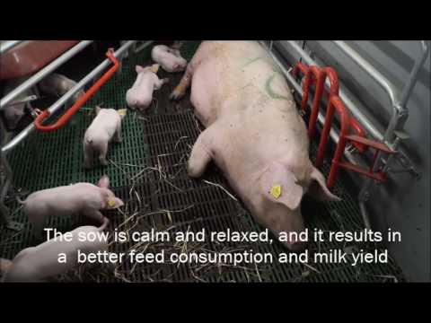 Loose farrowing pen - YouTube
