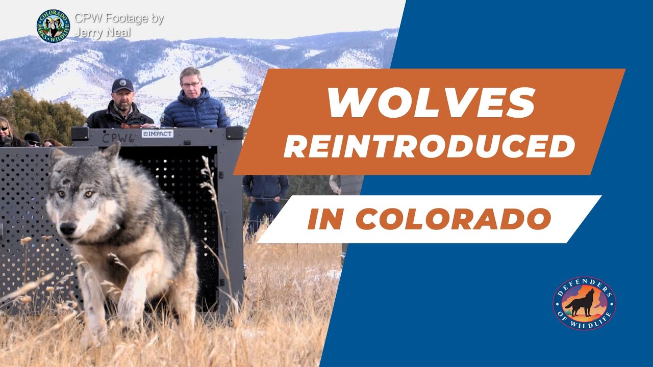 Wolves Reintroduced in Colorado - YouTube
