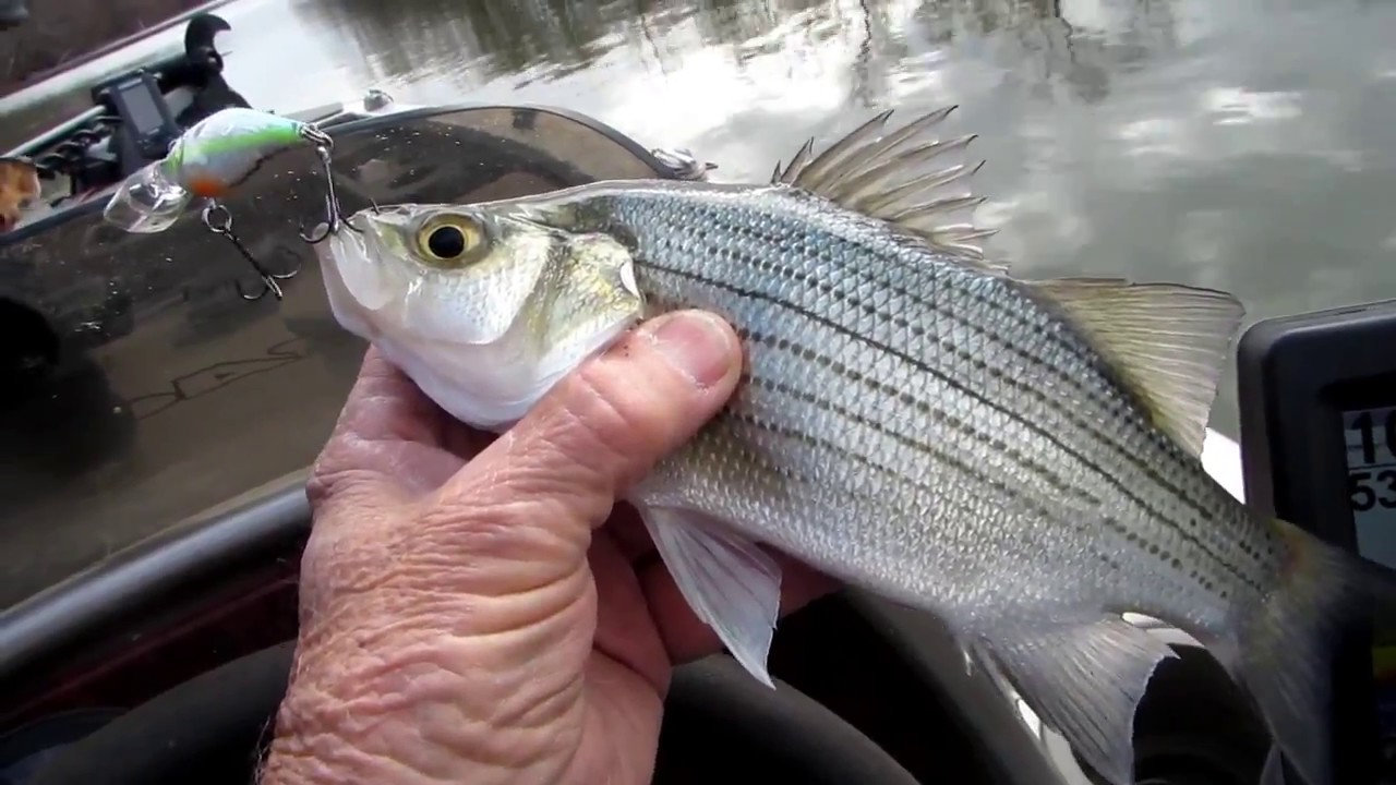 FISH4FUN: SHORT TRIP TROLLING FOR WHITE BASS - YouTube