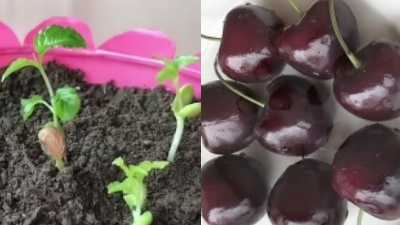 Easy Way To Grow Cherry Plant From Seed | Perfect Method Of Germinate ...