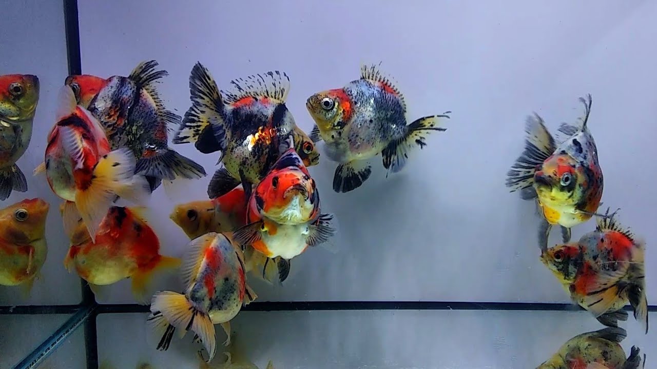 ikan mas koki ryukin tricolor | jual ikan mas koki bandung - YouTube