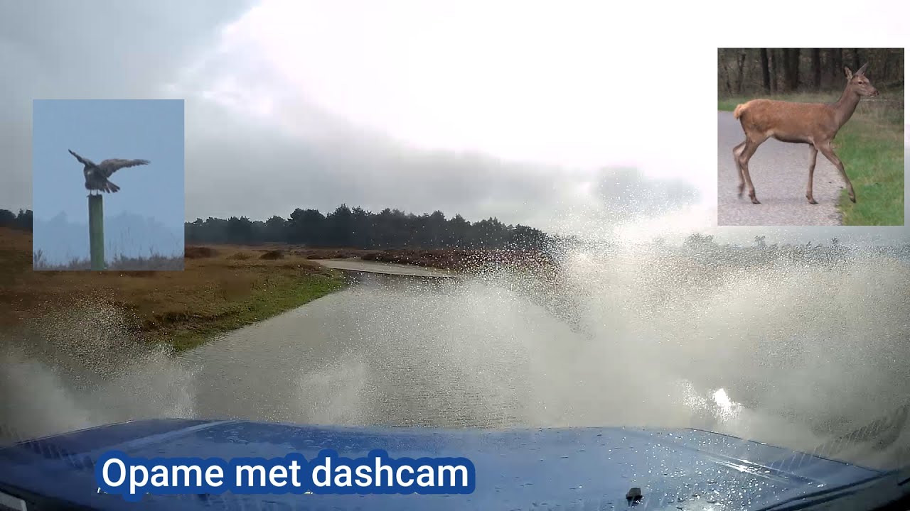 Regen, natuurlijke wasstraat én wild - Rain, natural car wash and wild ...