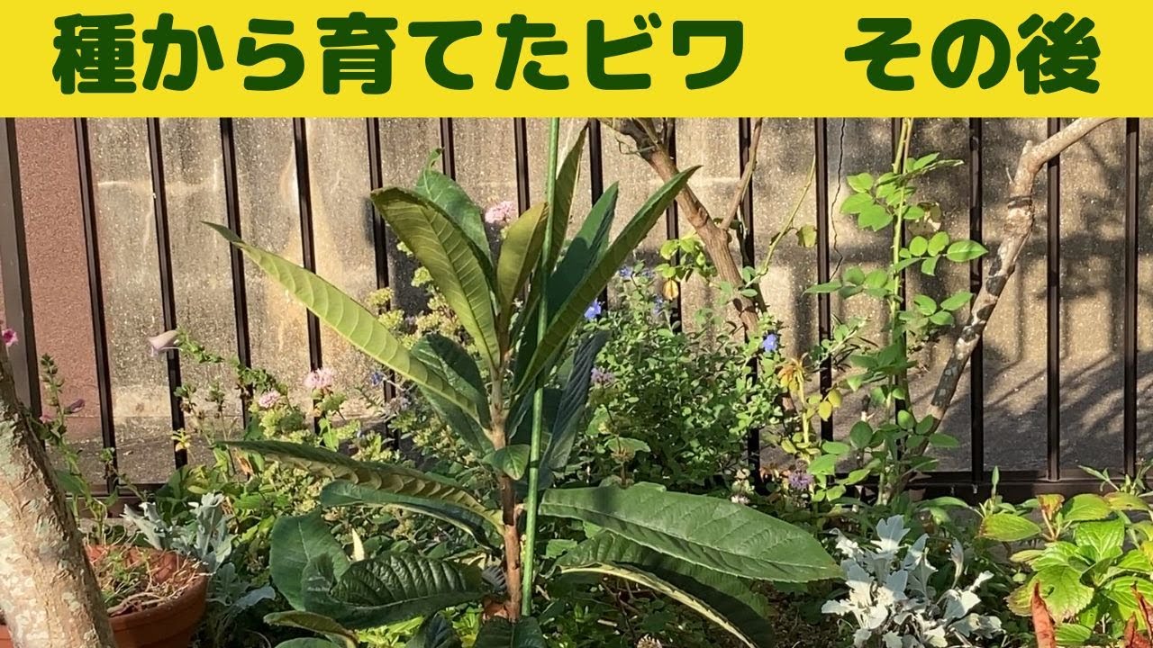 種から育てたビワ あれからどうなった? 春に植え替えて半年で大きく育ったビワの木 Youtube