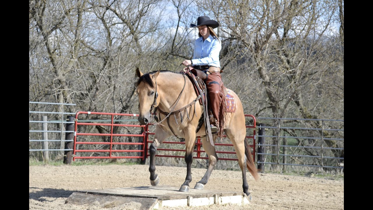 Okies Dual Buck “Oakley” 2018 AQHA Gelding offered June 17th at ...