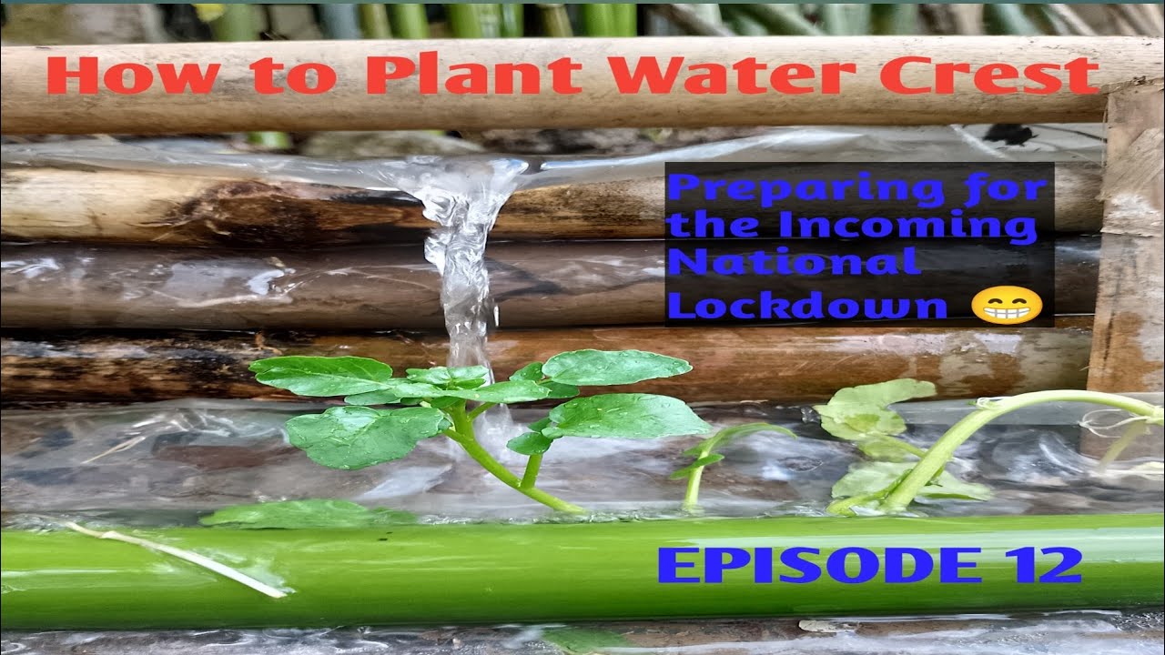 How to Plant Water Crest - YouTube