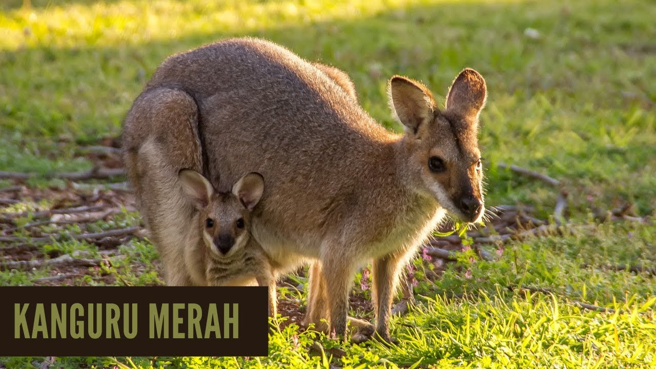 Fakta Menarik Tentang Kanguru Merah - YouTube