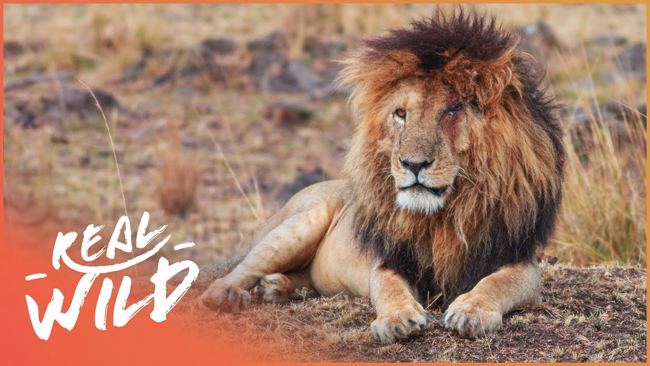 Scarface: The World's Most Famous Lion | Real Wild - YouTube