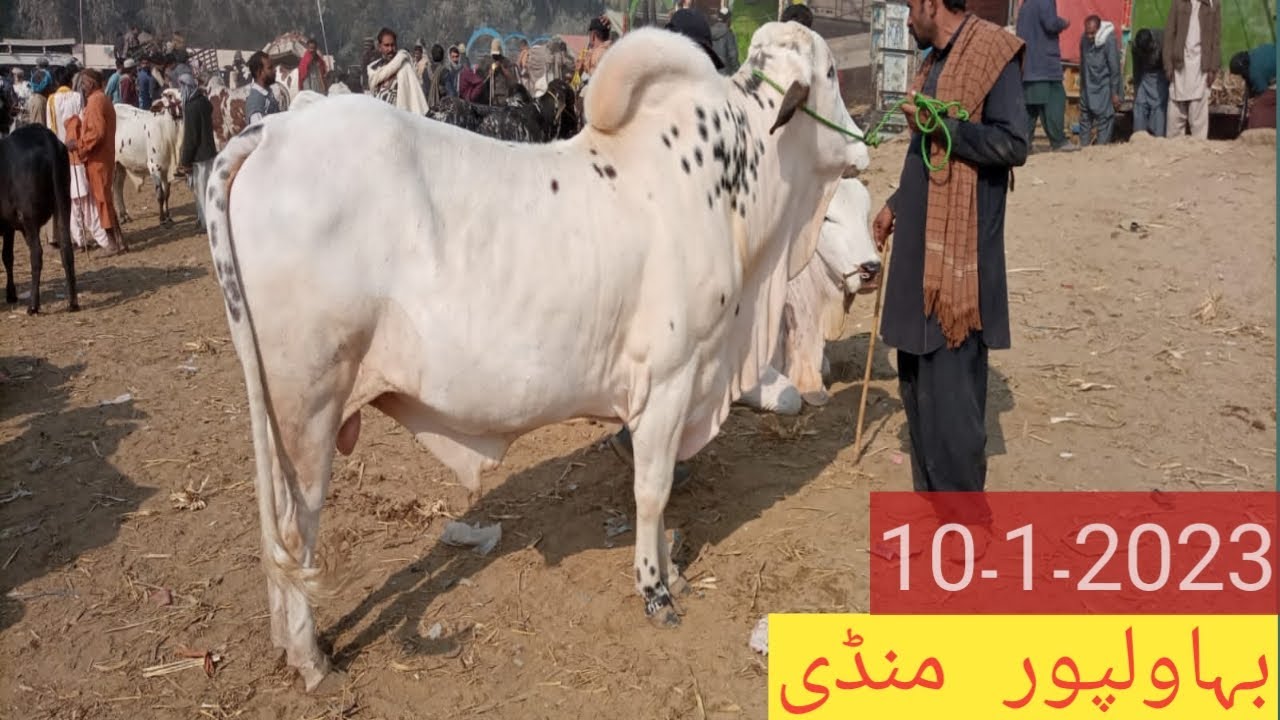 Bahawalpur janwar mandi | Bahawalpur cow mandi | Janwar mandi ...