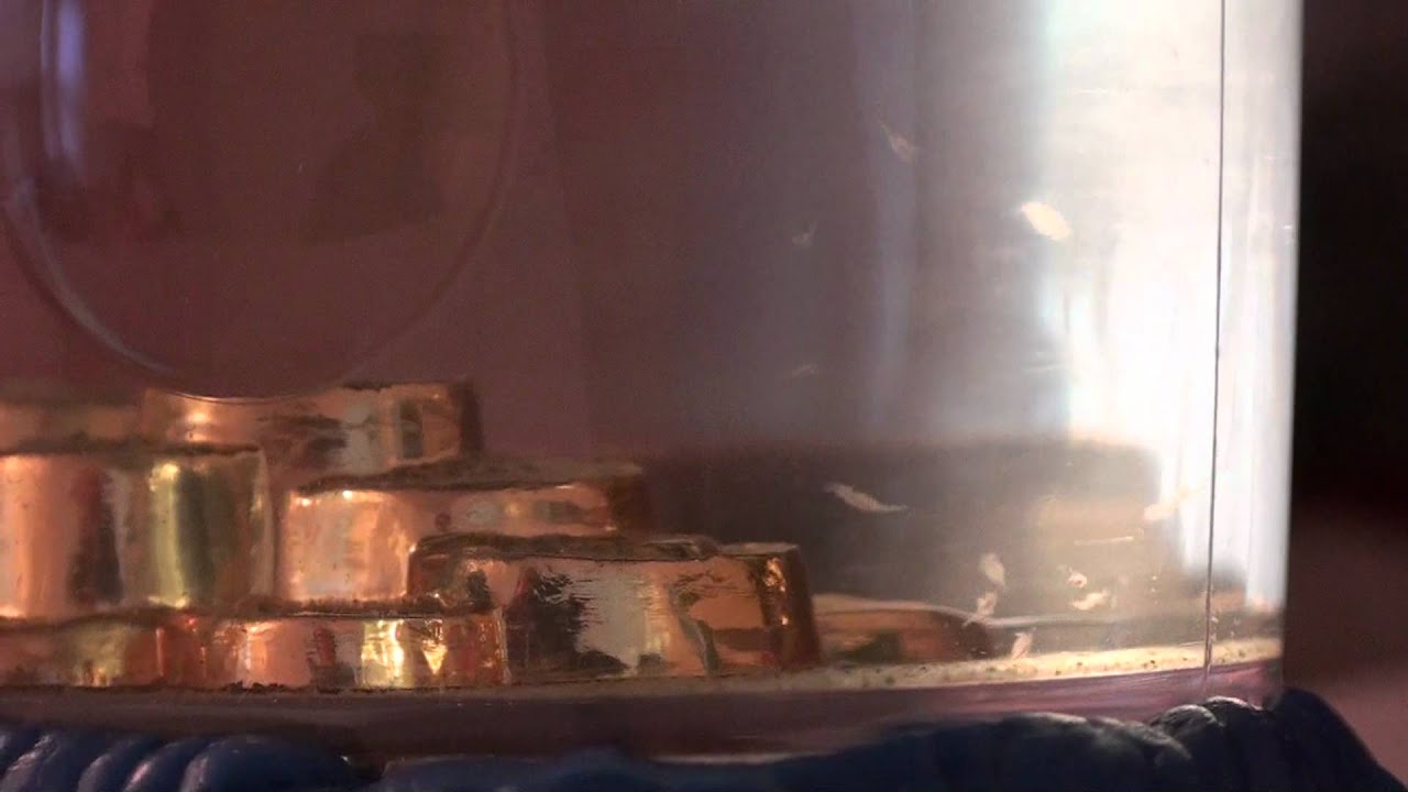 Baby sea monkeys 7 Days old - YouTube