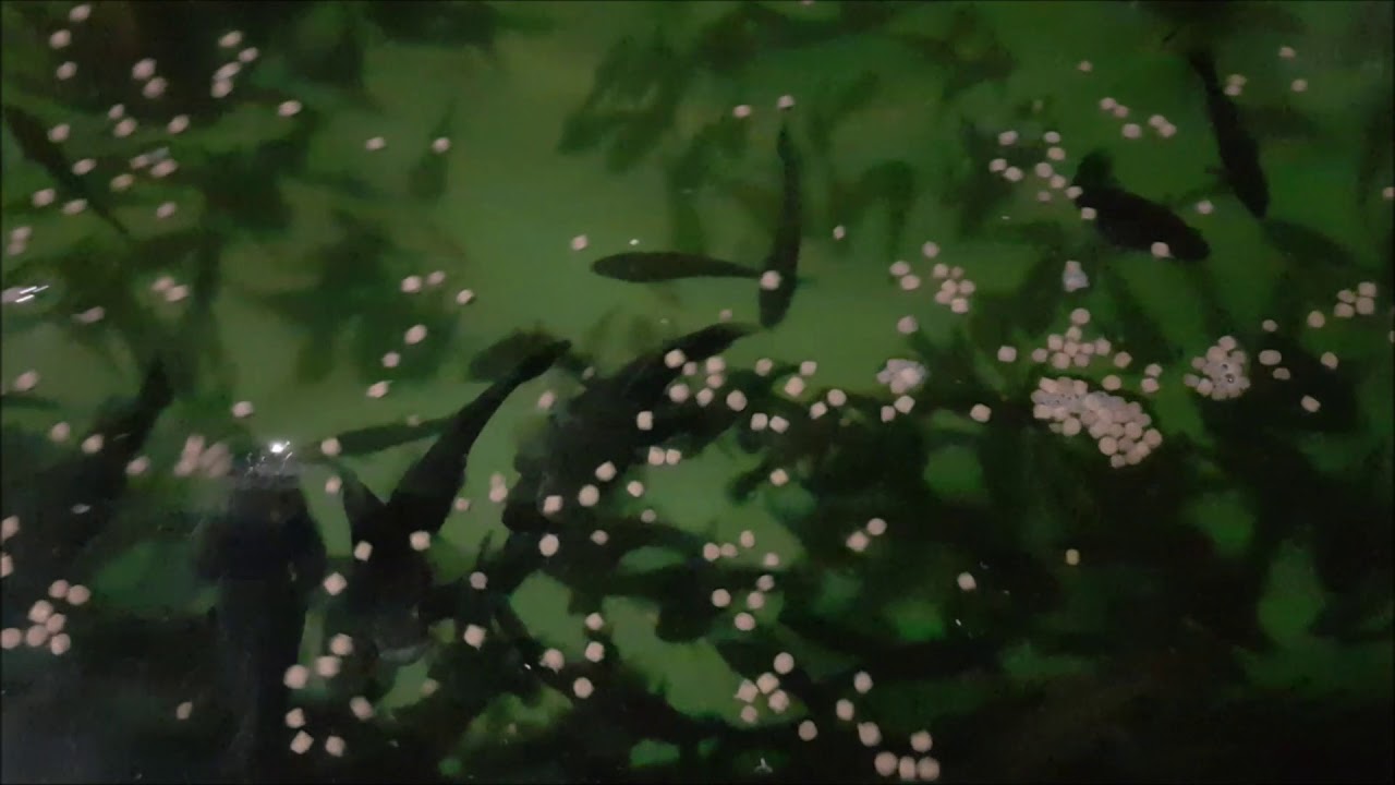 SLEEPY COD feeding - YouTube