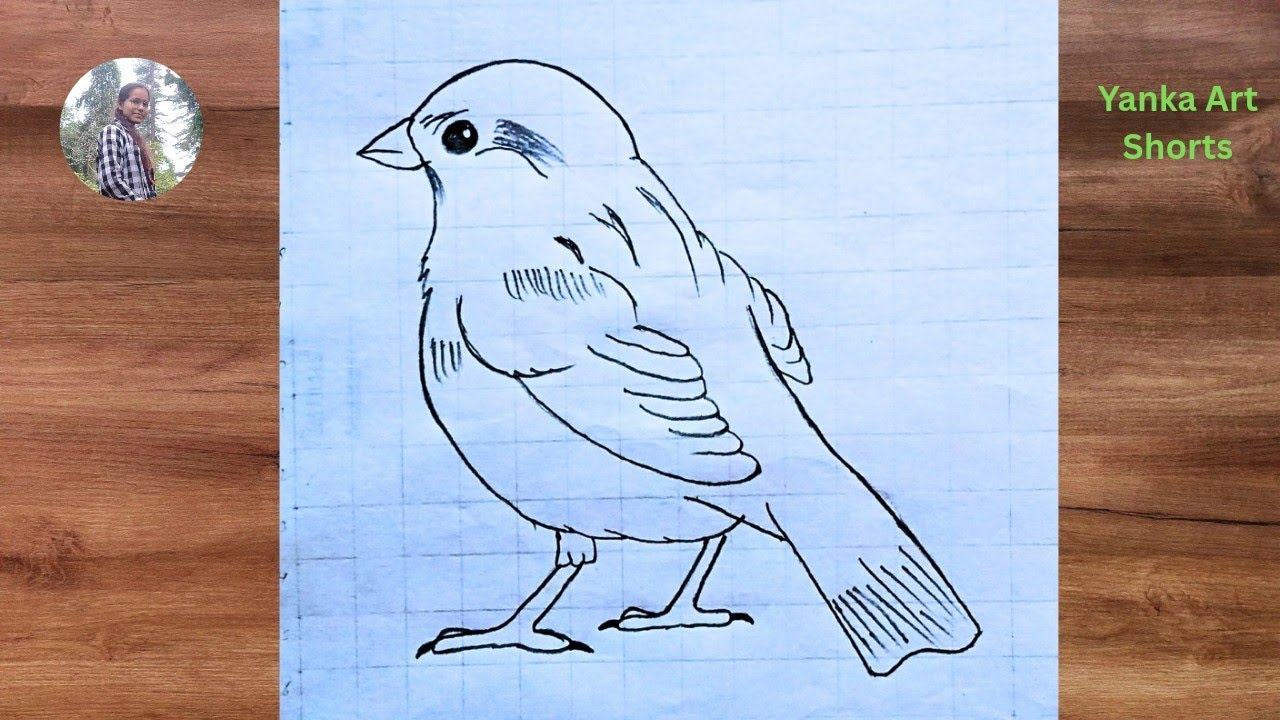 How to draw Sparrow | Easy Sparrow Drawing | Bird Drawing | #birds # ...
