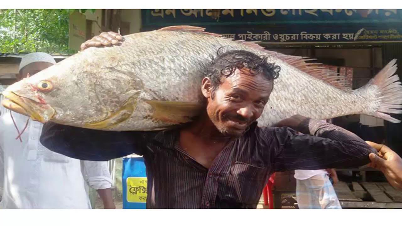 এক জালেই ৪০ লাখ টাকার পোয়া মাছ | One million net worth of poa fish ...