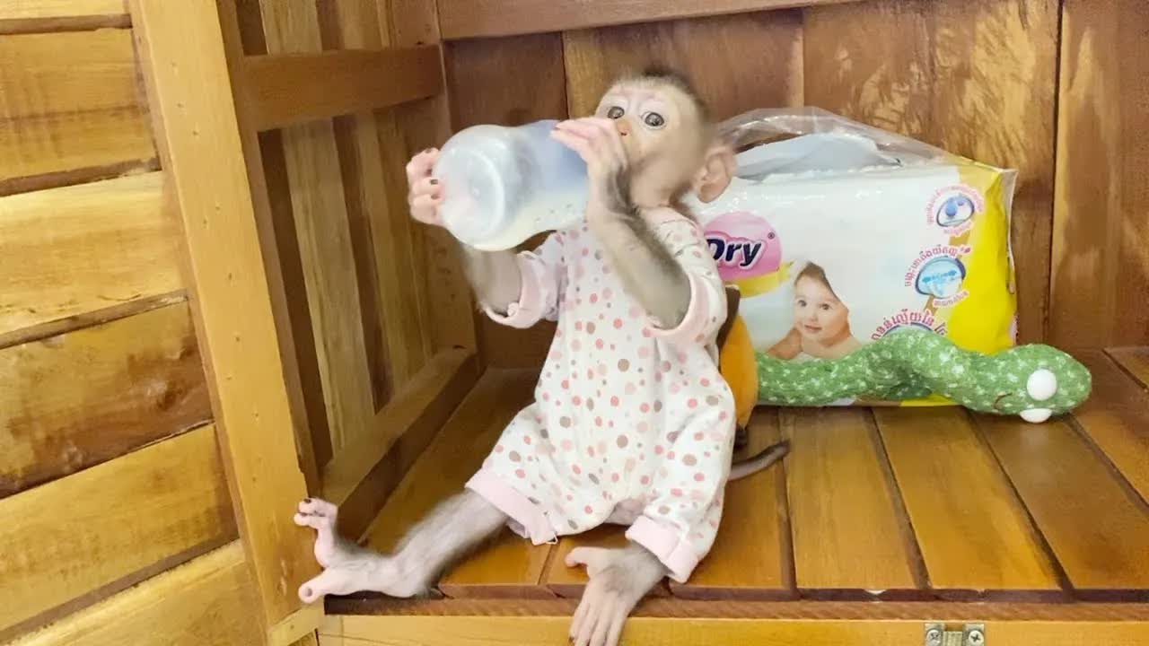 Smarty Baby DAM Get Down To Open Desk Get Milk Bottle To Drink - YouTube