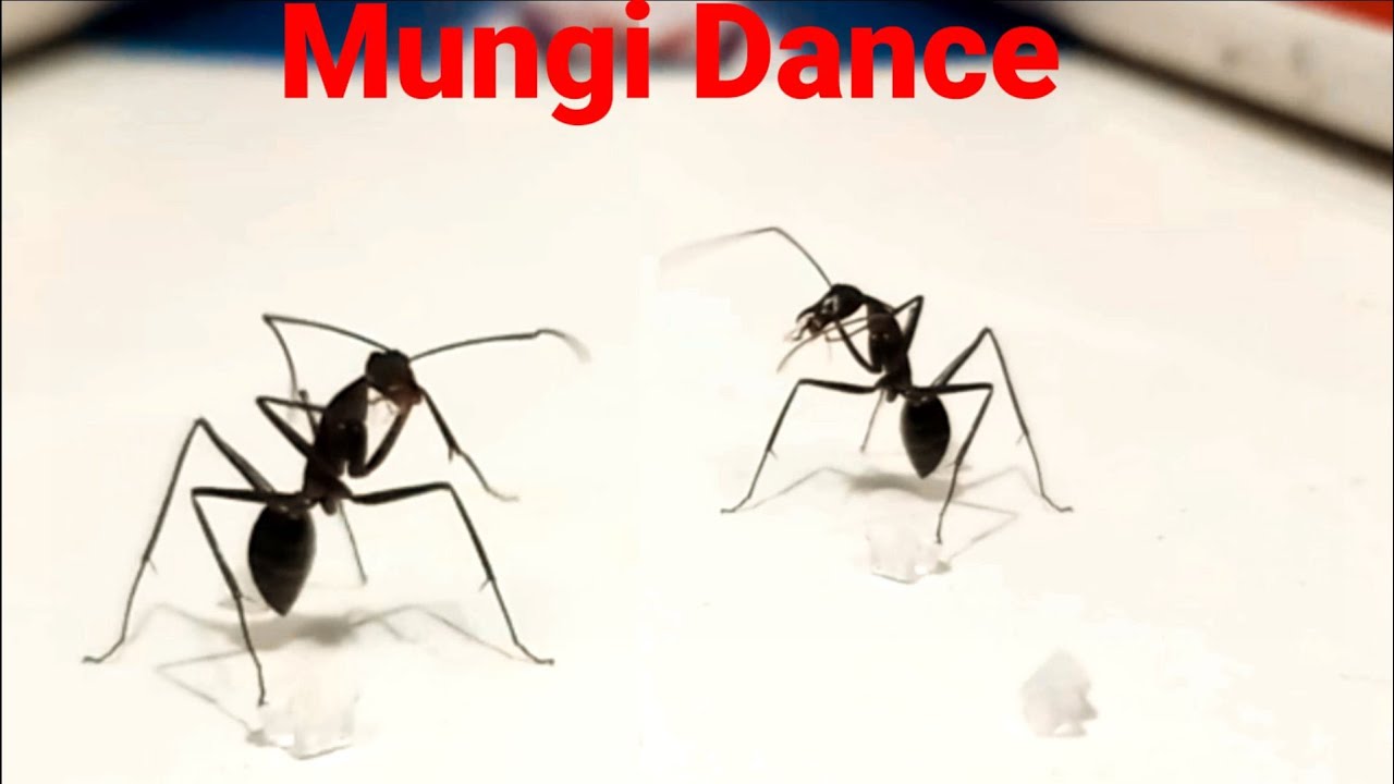 Mungi Dance / Lungi Dance - YouTube