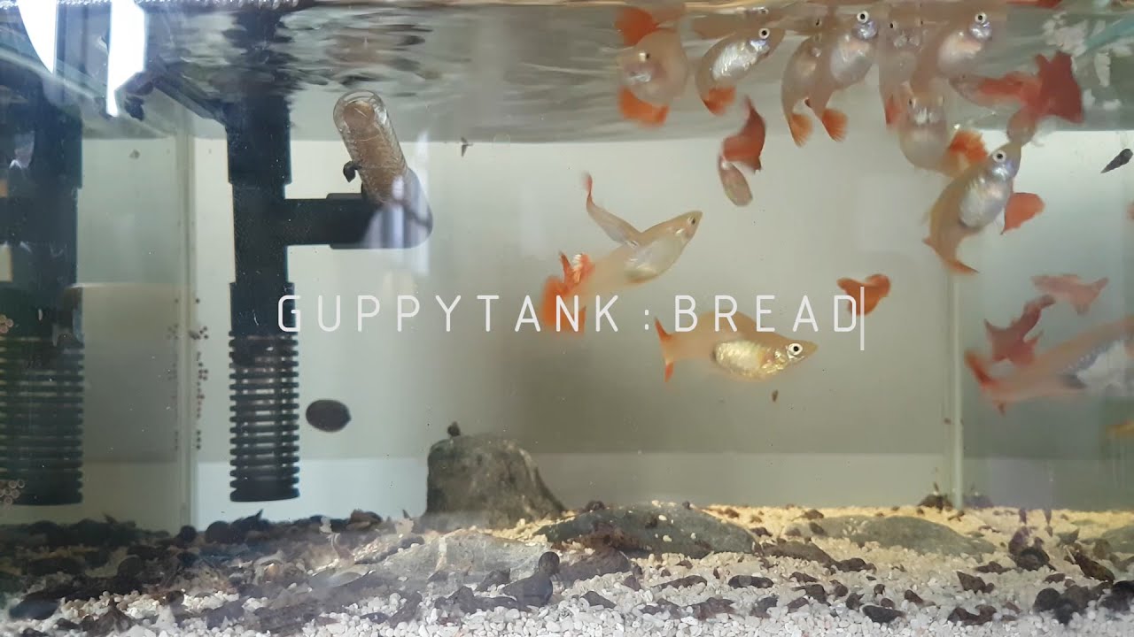 Feeding Guppies Bread - YouTube