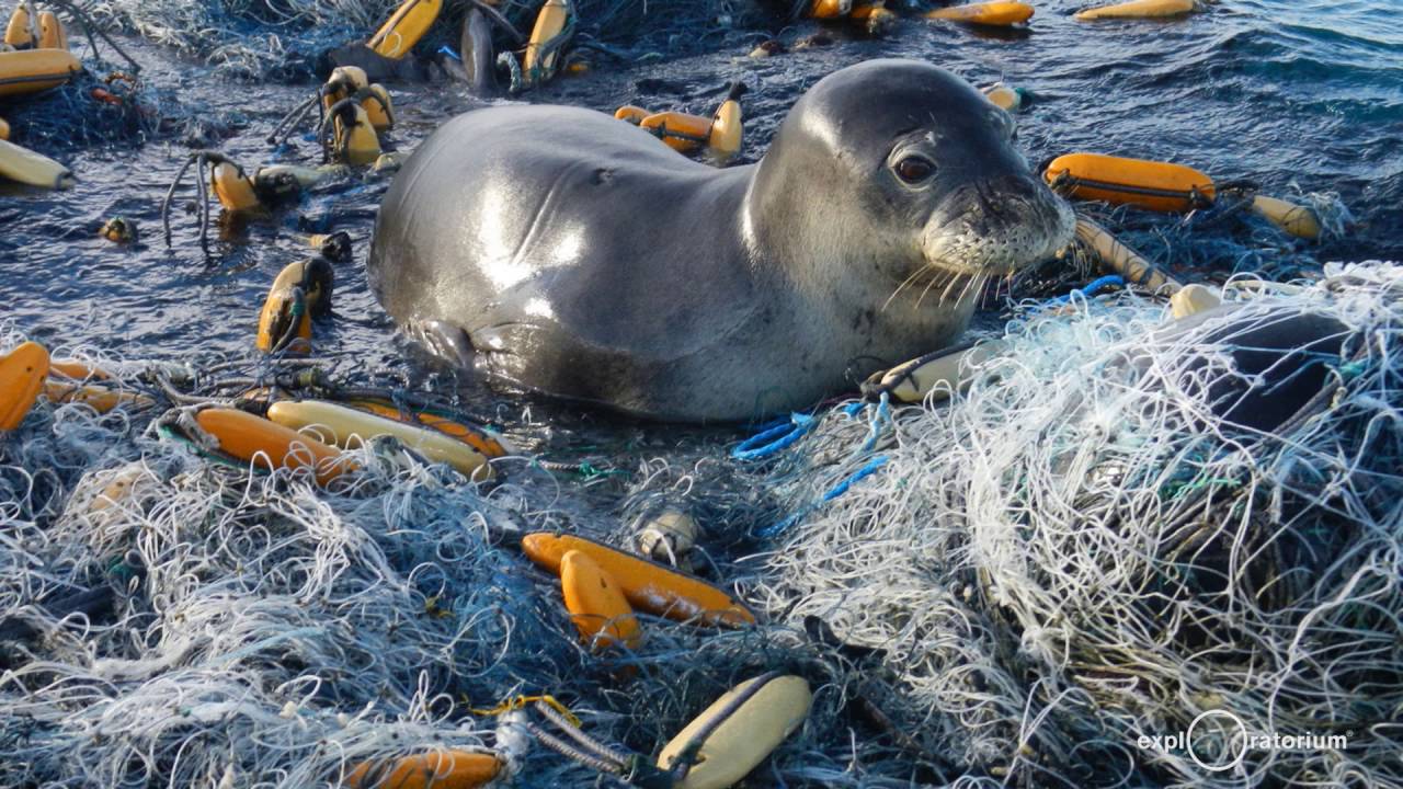 Live with E/V Nautilus | Upwelling - YouTube