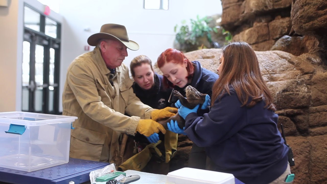 Baby otters get their first vet exam at the Pittsburgh Zoo - YouTube