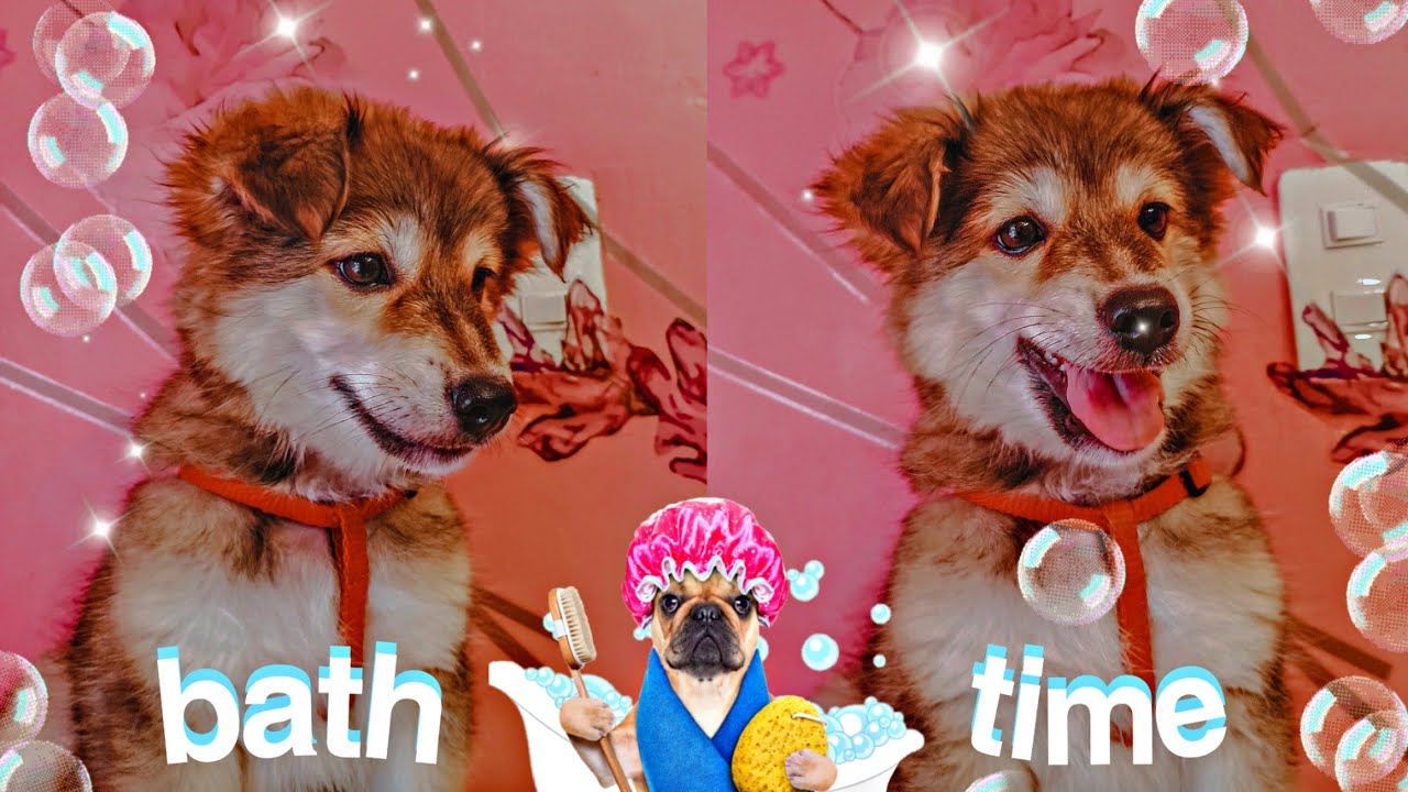 GET READY WITH ME | SWEET SHAI (dog edition) - YouTube
