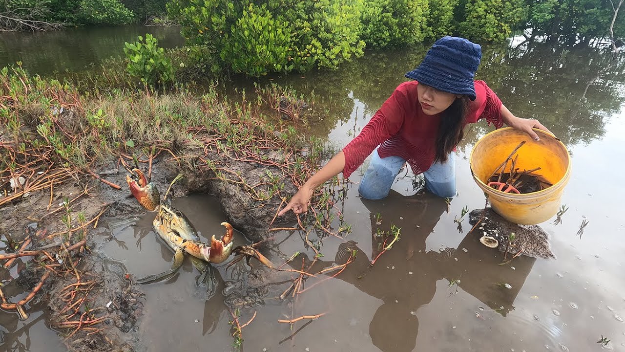 Amazing Catch Huge Mud Crabs at The Sea Swamp after Water Low Tide ...