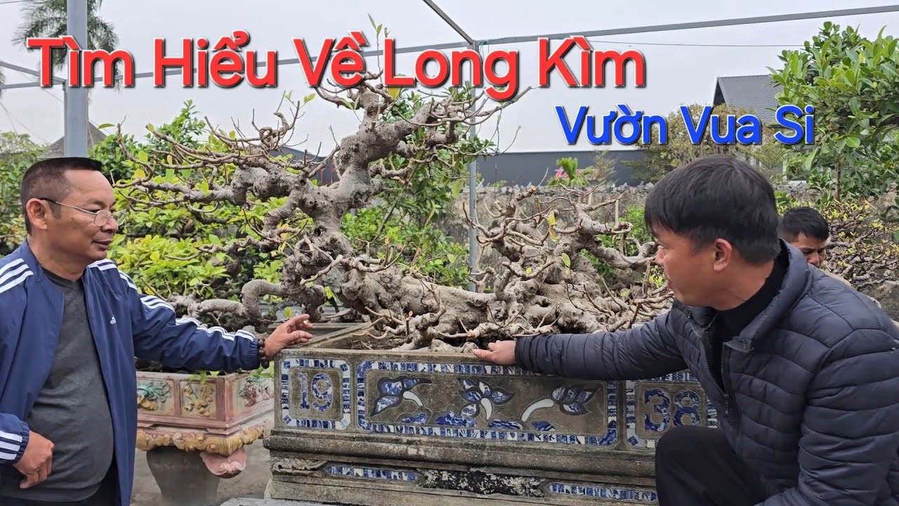 LẦN ĐẦU bắt gặp TP SI * LONG KÌM * của VUA SI - Hải Dương và Ý Nghĩa ...