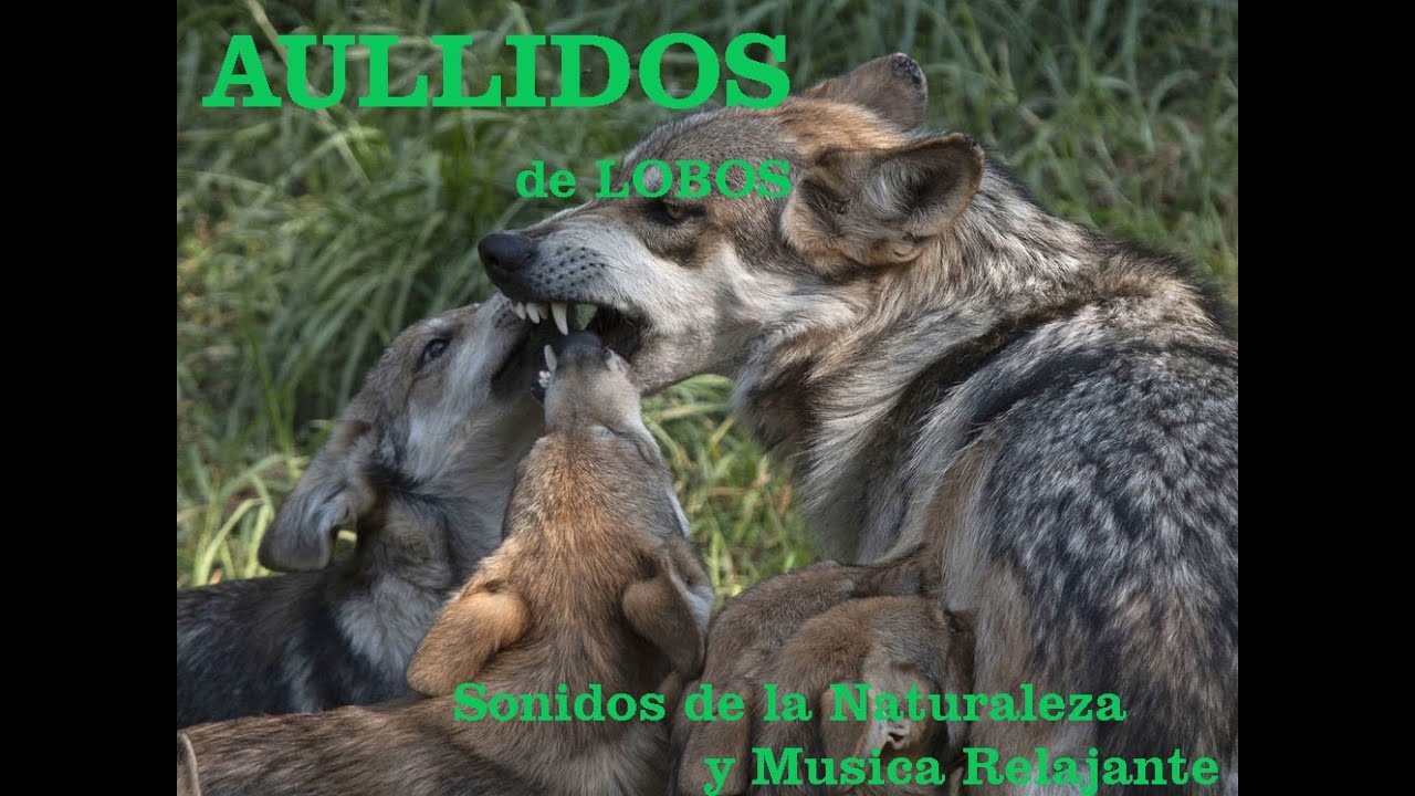 AULLIDO DE LOBOS, Lobos aullando Sonidos de la naturaleza meditación ...